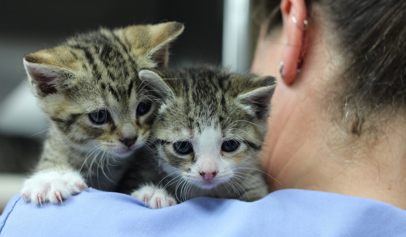 Help Kids Protecting Our Animals | SPCA Kids Education