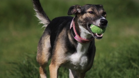 Animal Care | SPCA Kids Education