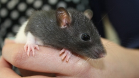 Animal Care | SPCA Kids Education